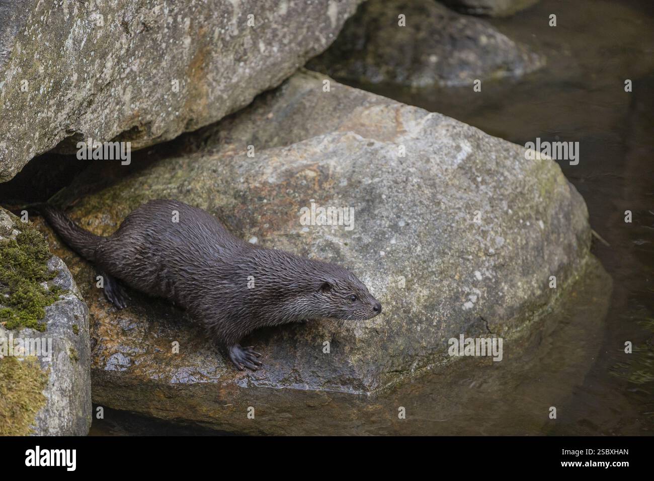 One Eurasian otter (Lutra lutra), leaving his hide between rocks, lying ...