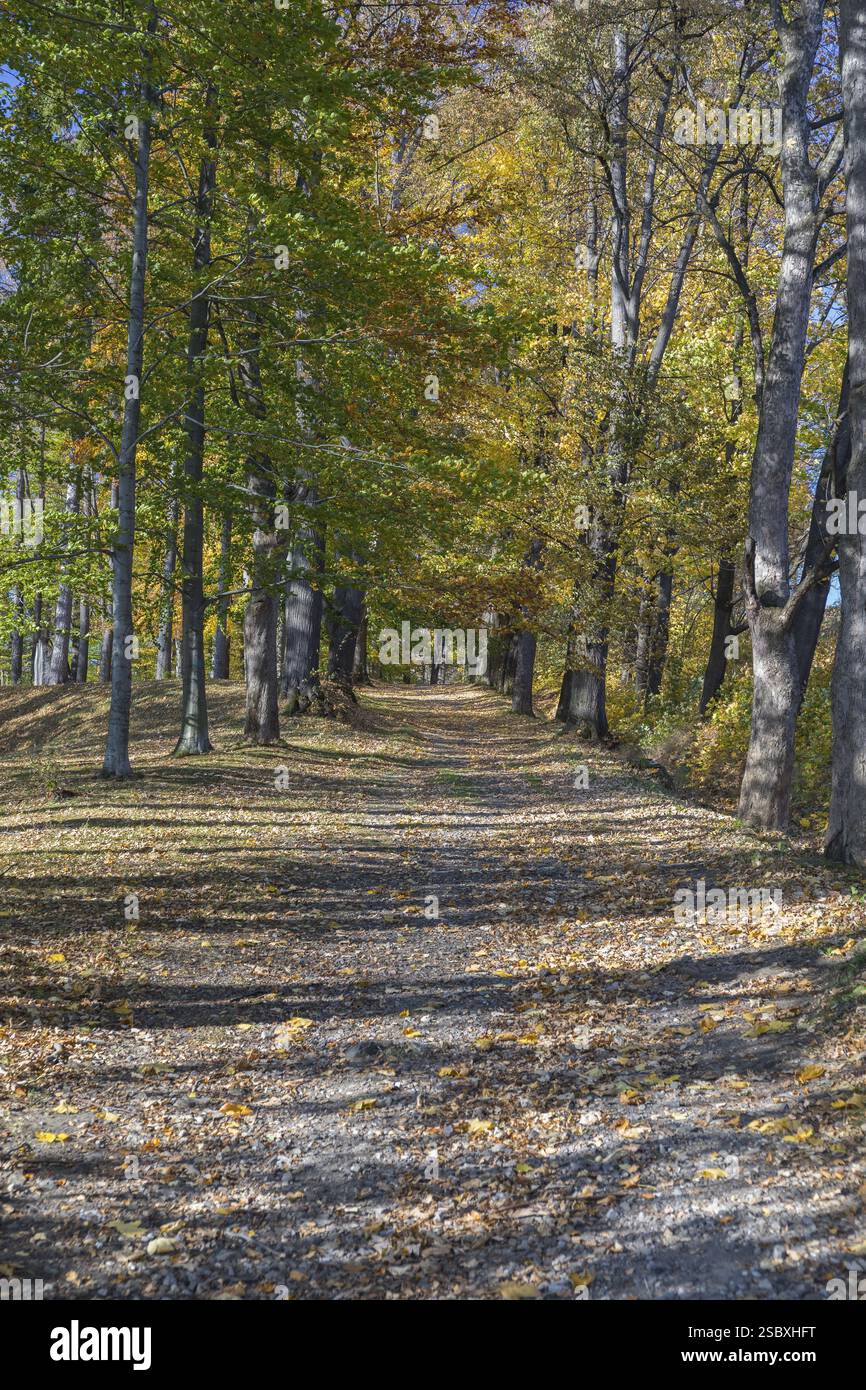 Rows trees in autumn hi-res stock photography and images - Alamy