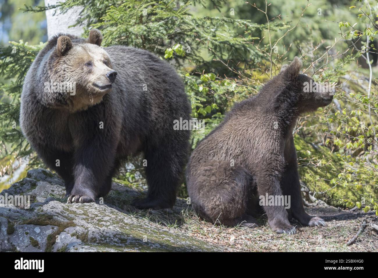 Eurasian brown bear (Ursus arctos arctos). Mother bear and a cub ...