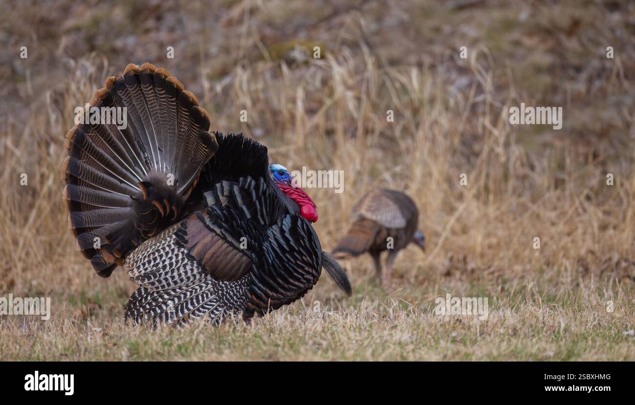 Tom turkey strutting for a hen on an April evening in northern ...