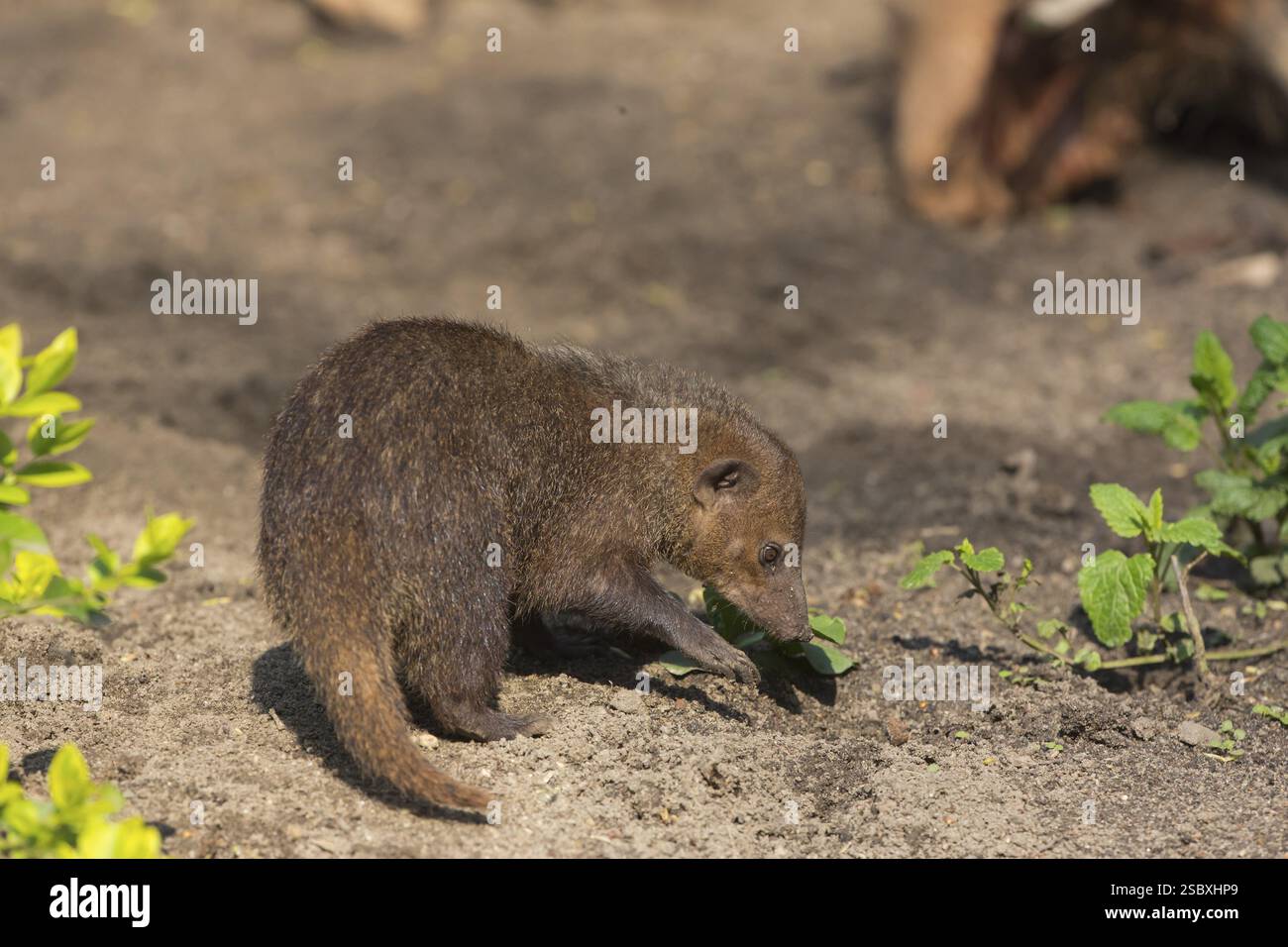 One common kusimanse (Crossarchus obscurus), also known as the long ...