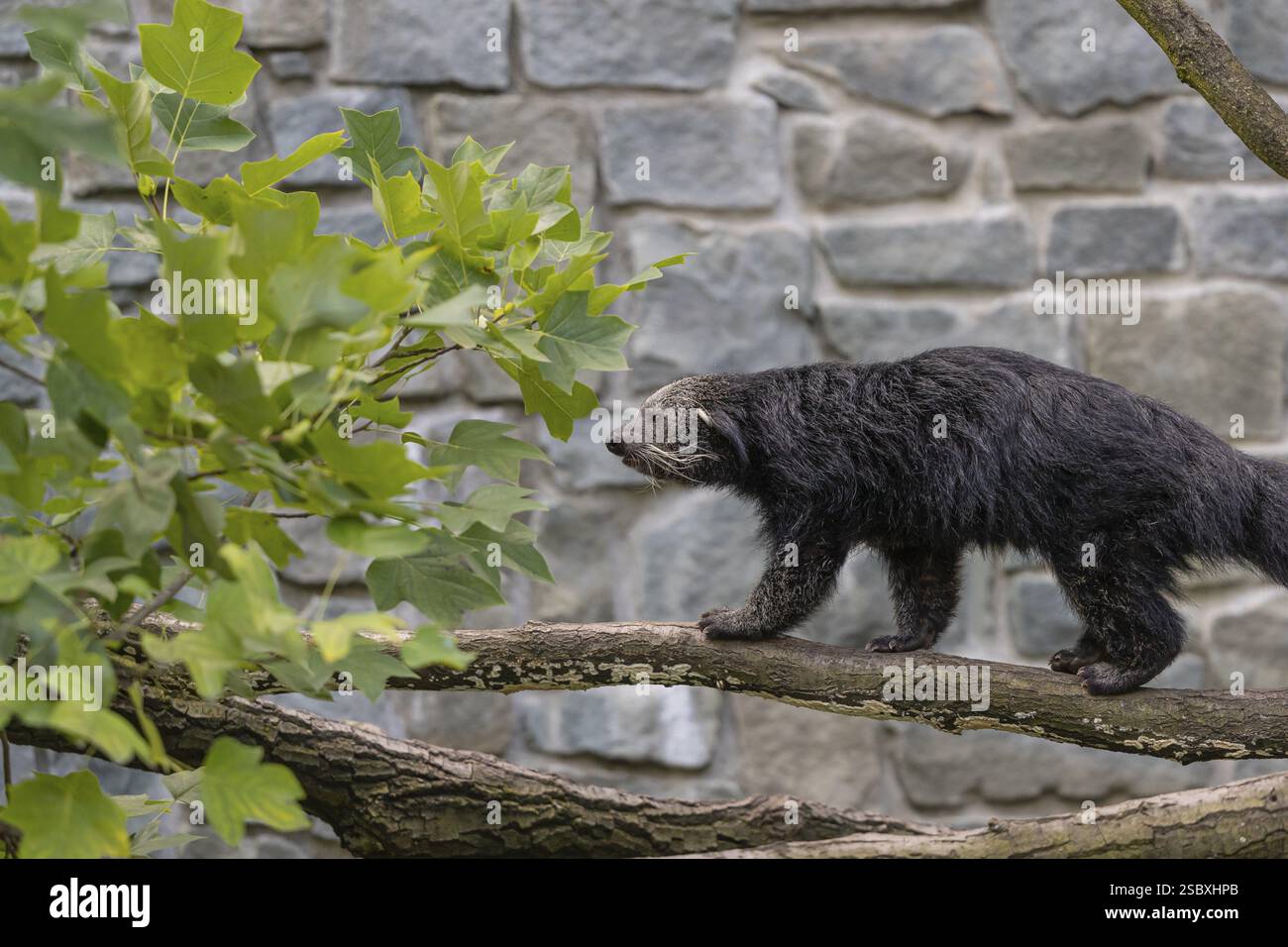 One binturong (Arctictis binturong), or bearcat balancing over branches ...