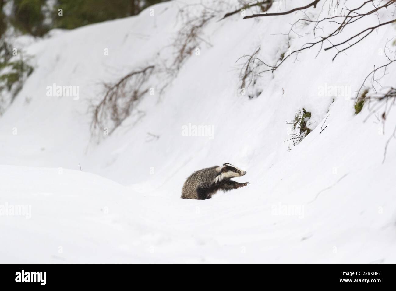 One young European badger (Meles meles) walking through a ravine in ...