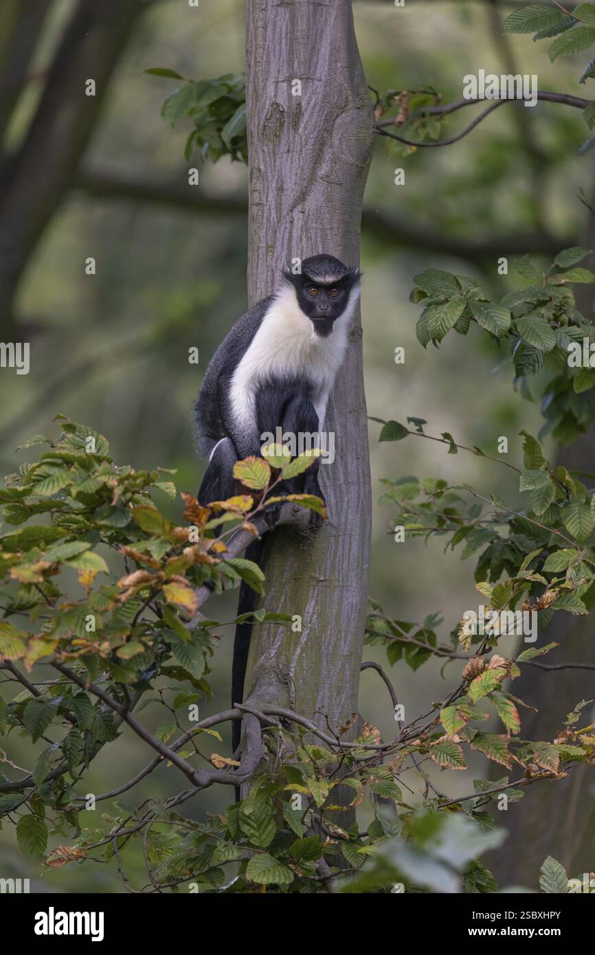 One adult Diana monkey (Cercopithecus diana) sitting on a branch of a ...