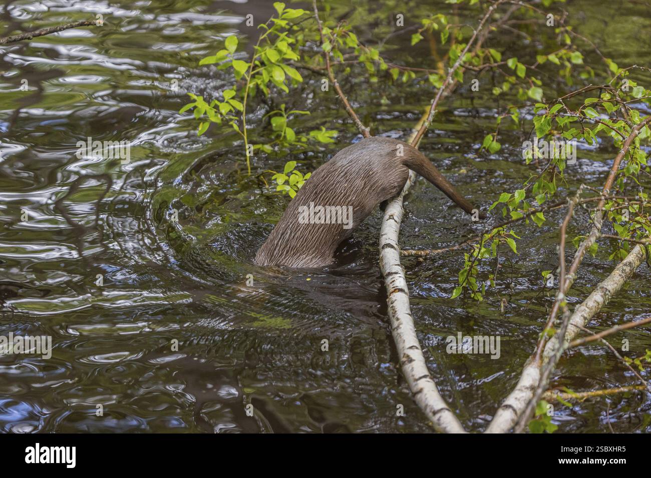 One Eurasian otter (Lutra lutra), jumping into the water from a birch ...