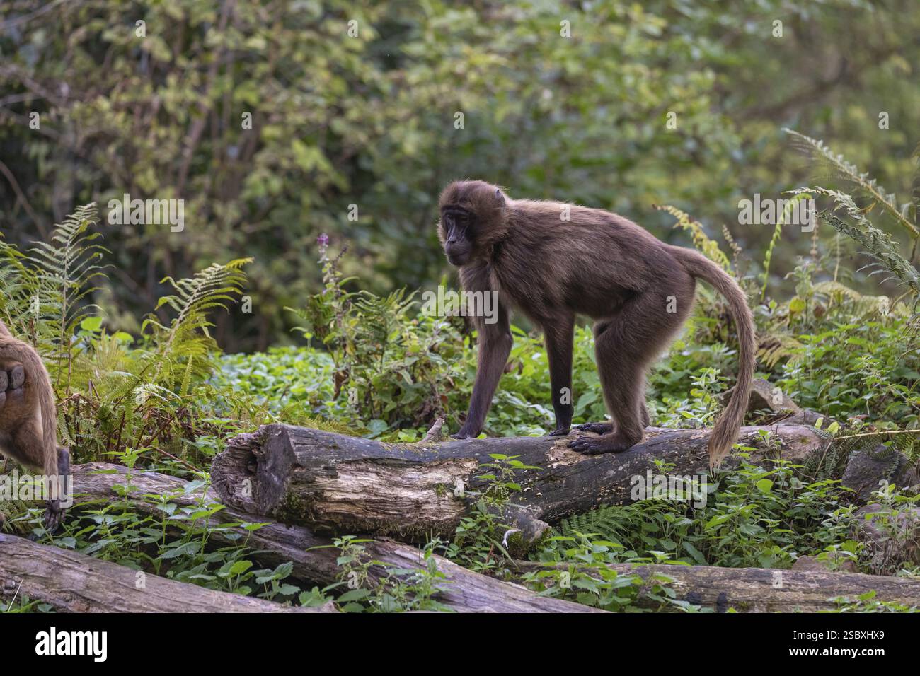 One female Gelada (Theropithecus gelada), or bleeding-heart monkey ...