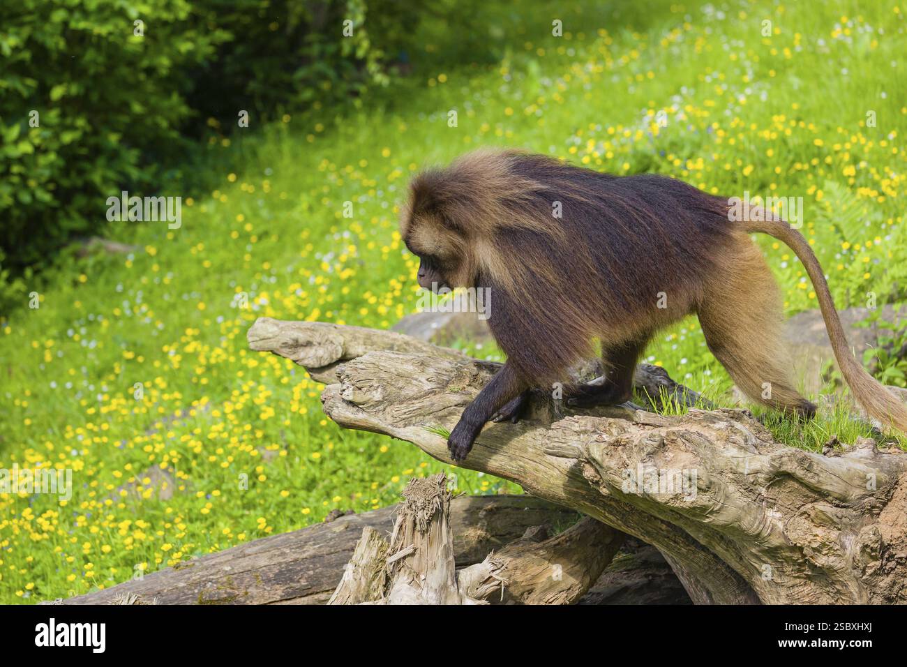 A male Gelada (Theropithecus gelada), or bleeding-heart monkey ...