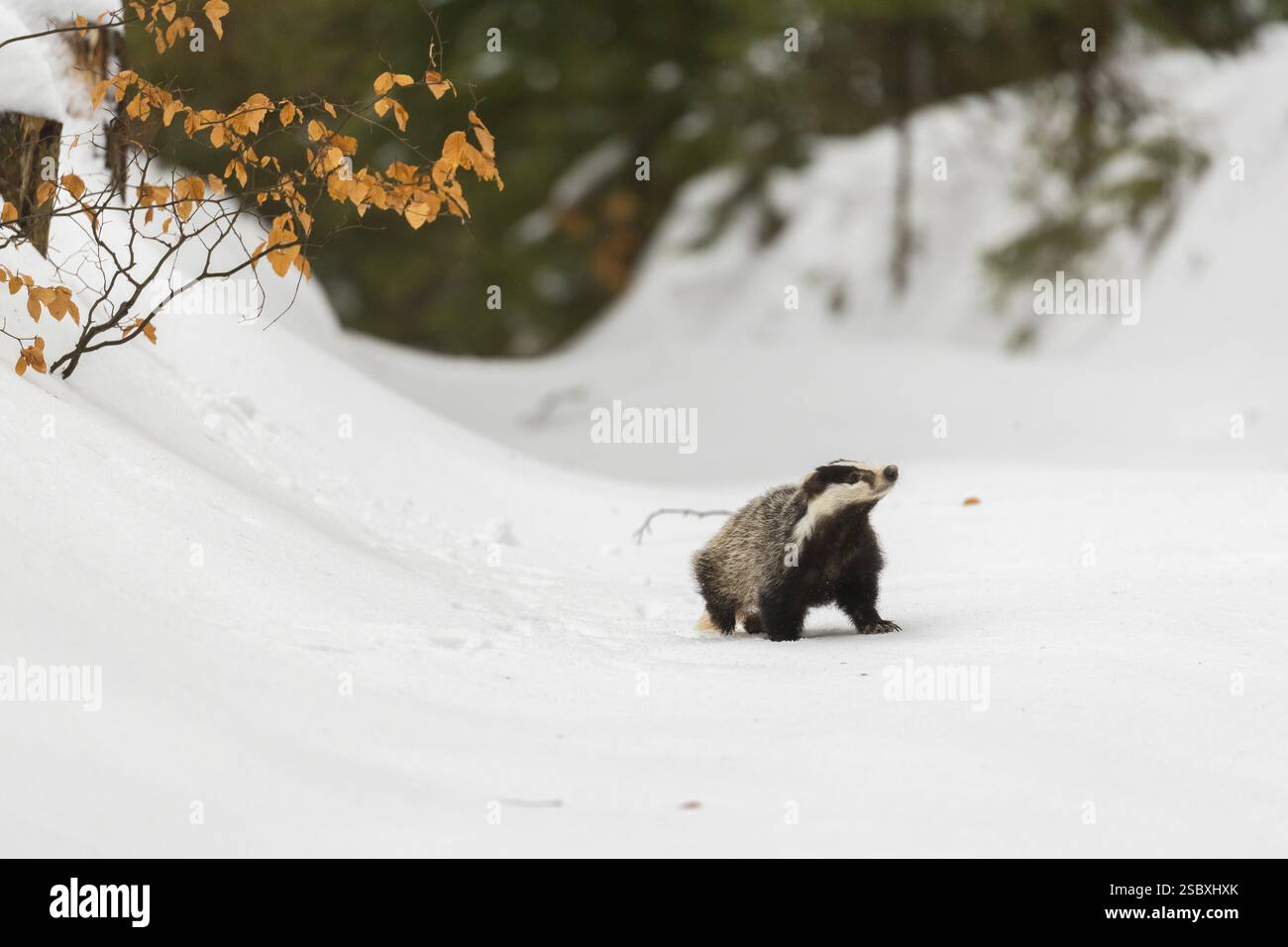 One young European badger (Meles meles) walking through a ravine in ...