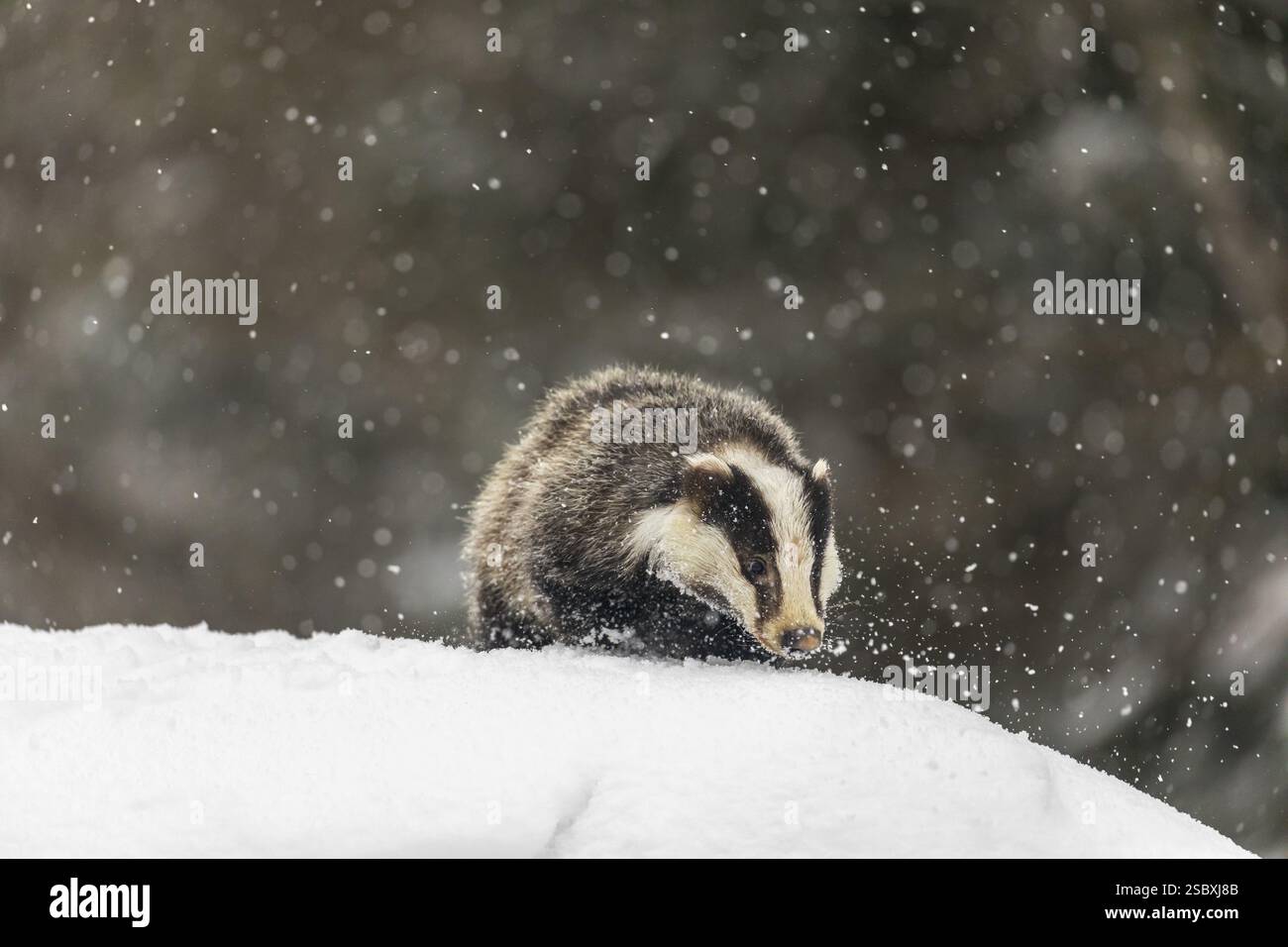 One young European badger (Meles meles) walking through deep snow ...