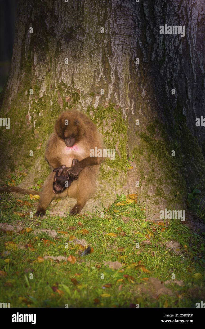 One female Gelada (Theropithecus gelada), or bleeding-heart monkey with ...