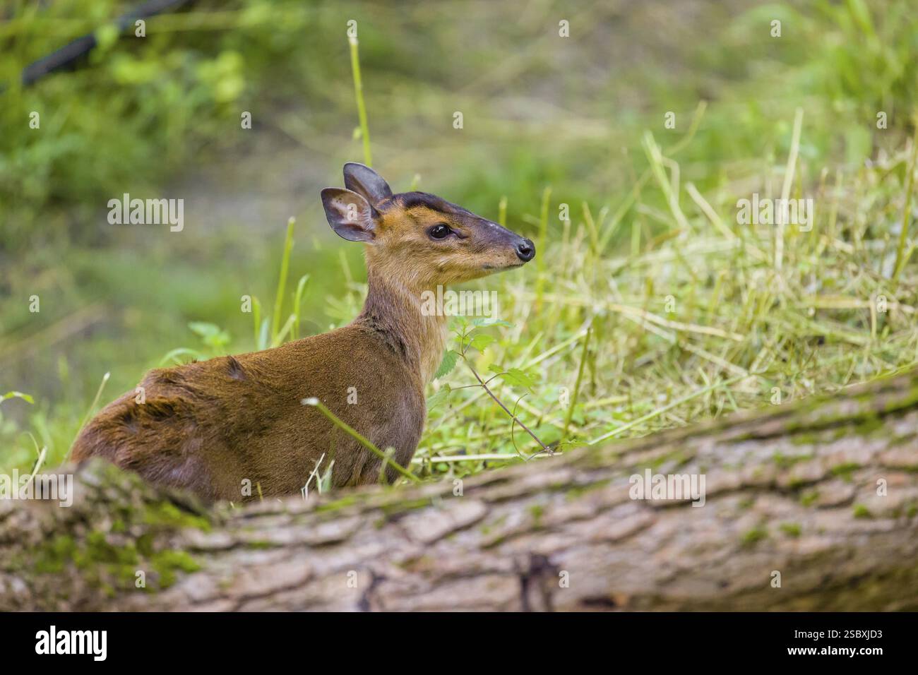 A female Reeves's muntjac (Muntiacus reevesi) stands in the undergrowth ...