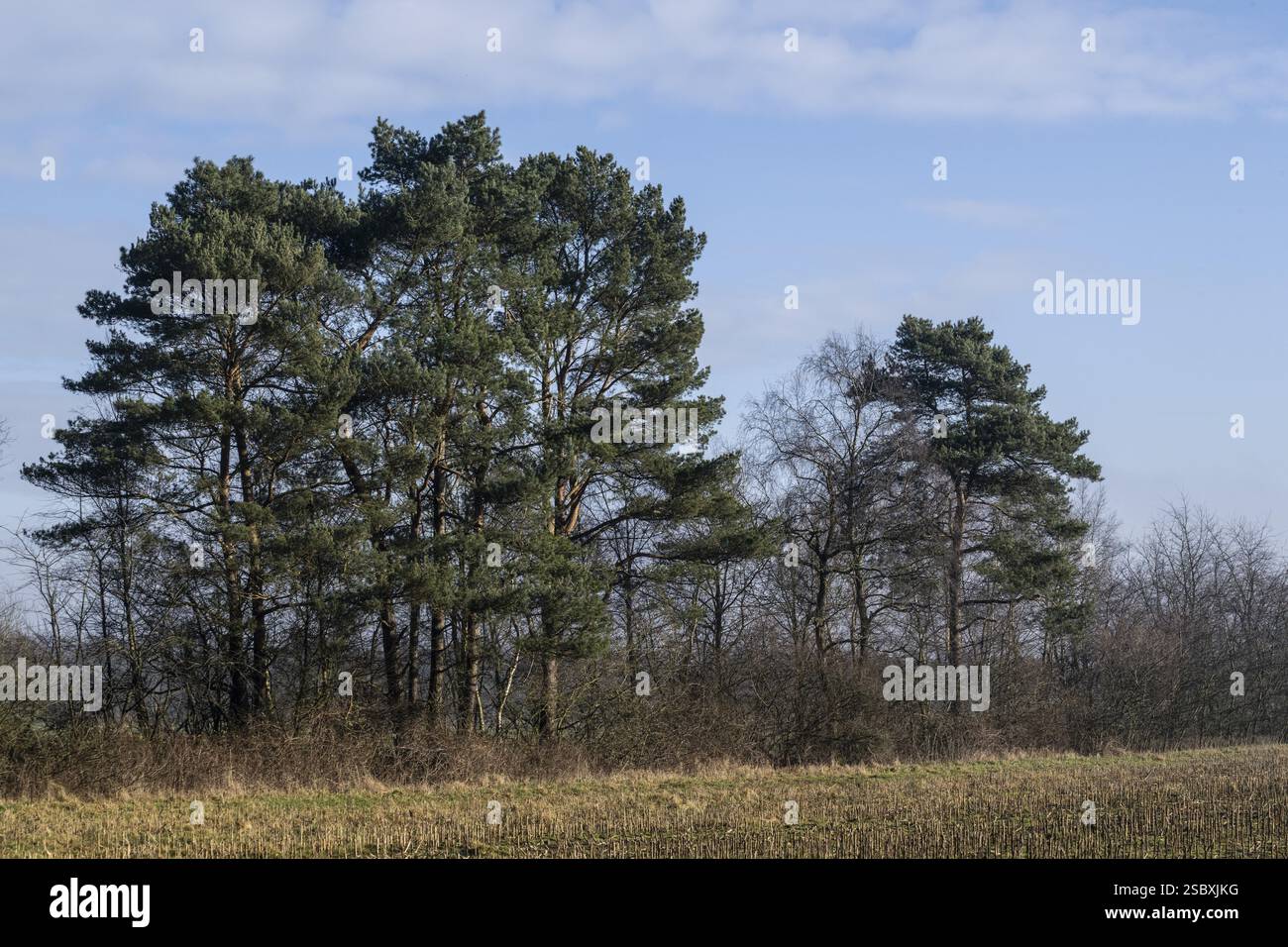 Pine trees (Pinus sylvestris), Emsland, Lower Saxony, Germany, Europe ...