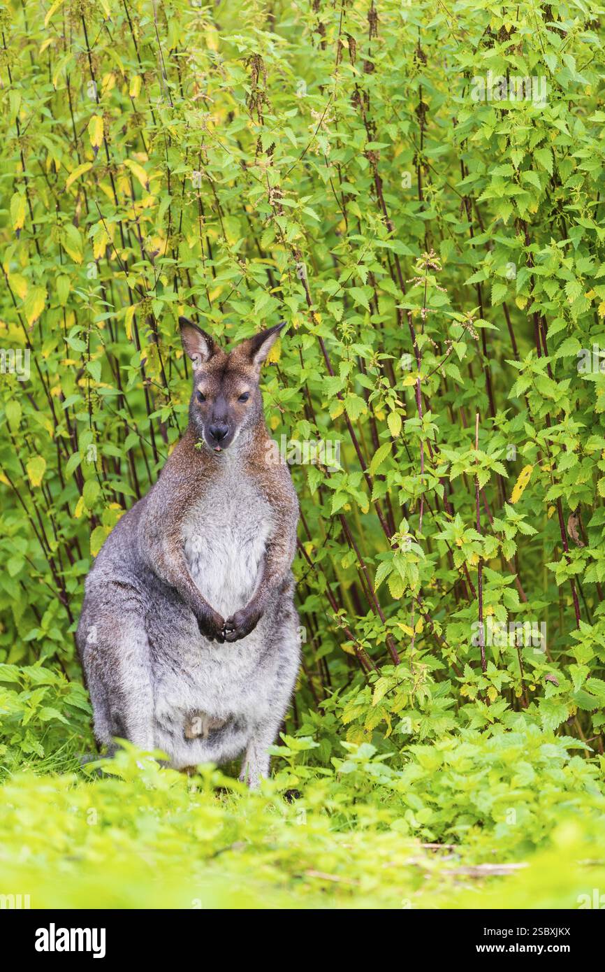 Red-necked wallaby or Bennett's wallaby (Macropus rufogriseus) sits on ...