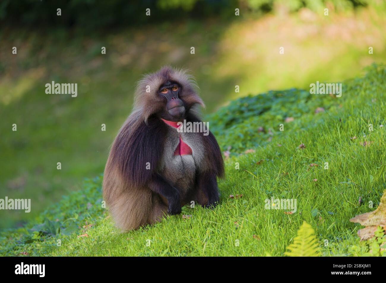 An adult male gelada (Theropithecus gelada), or bloodheart monkey, sits ...