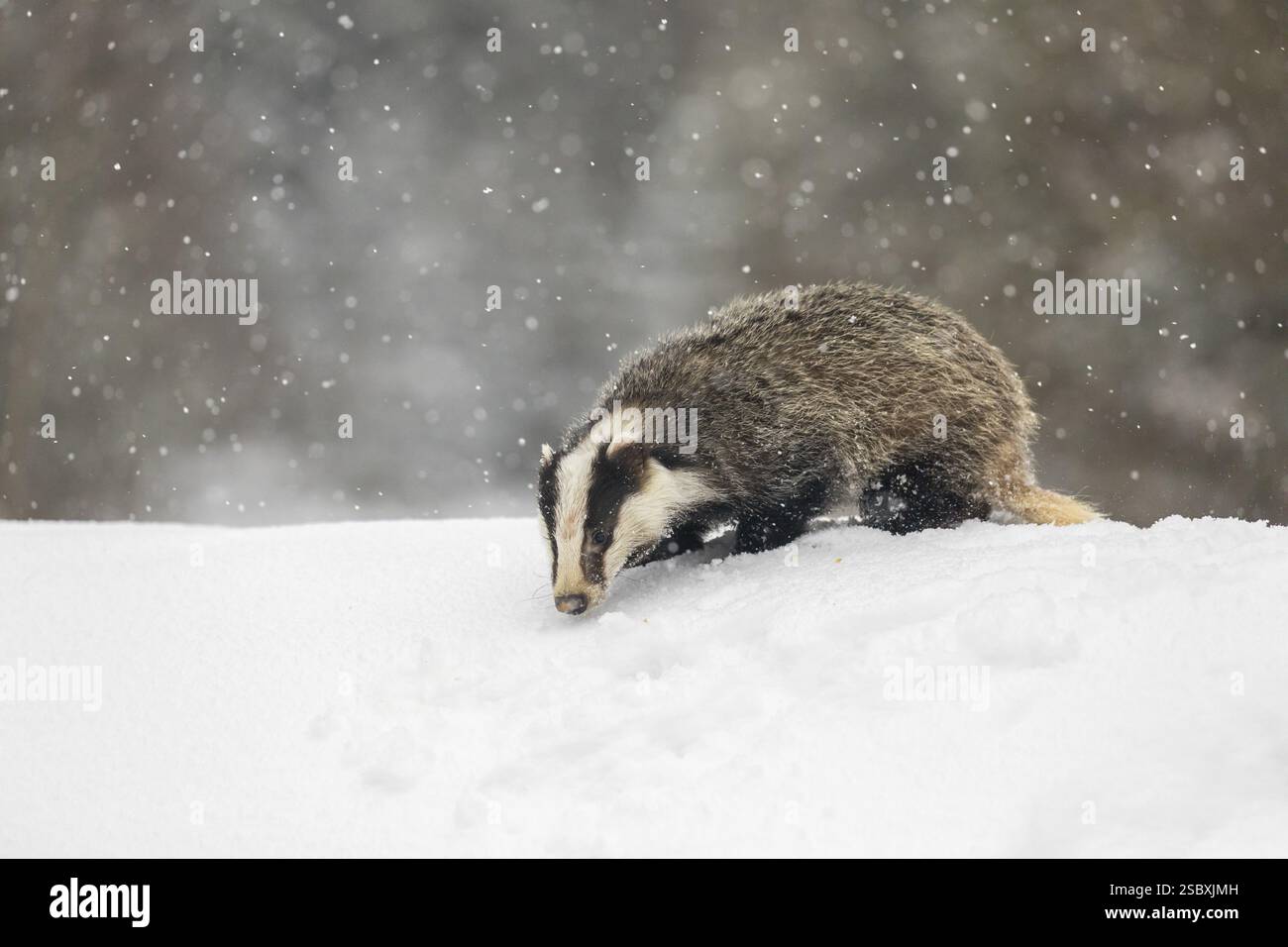 One young European badger (Meles meles) walking through deep snow ...
