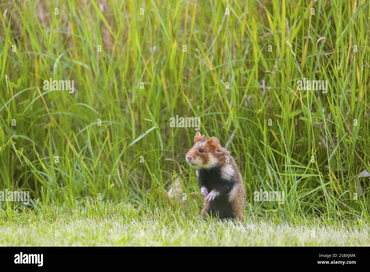 A European hamster (Cricetus cricetus), Eurasian hamster, black-bellied ...