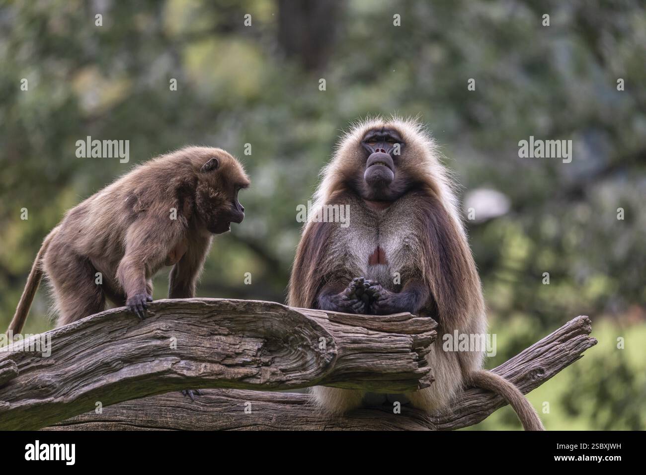 One adult male and one adult female Gelada (Theropithecus gelada), or ...