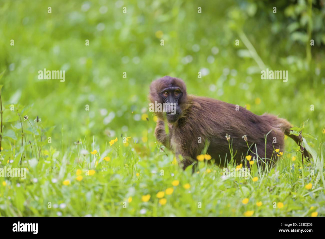 A young Gelada (Theropithecus gelada), or bleeding-heart monkey grazes ...