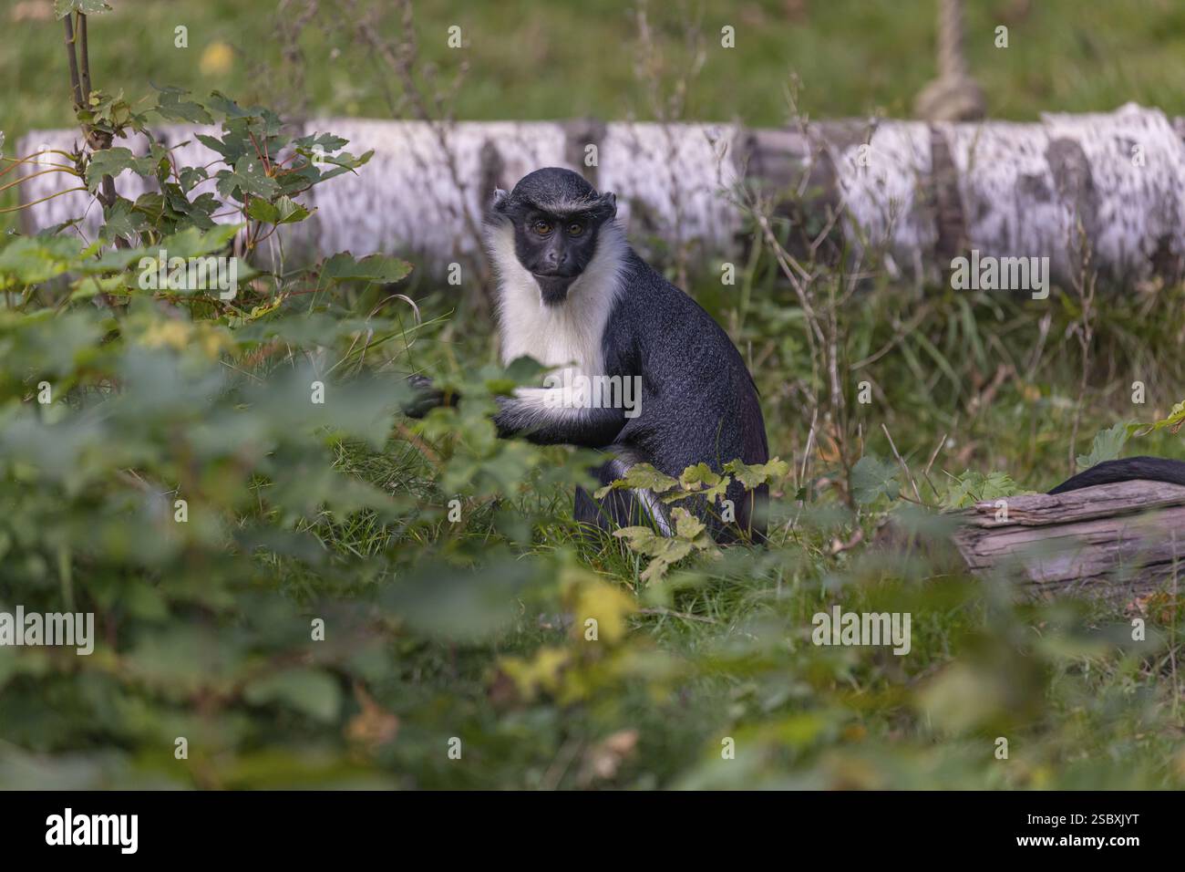 One adult Diana monkey (Cercopithecus diana) sitting in the green ...