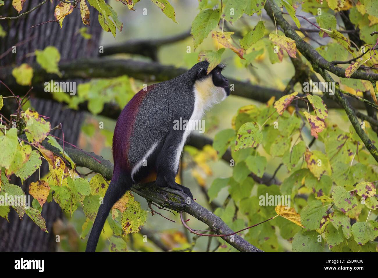 One adult Diana monkey (Cercopithecus diana) sits on a branch of a tree ...