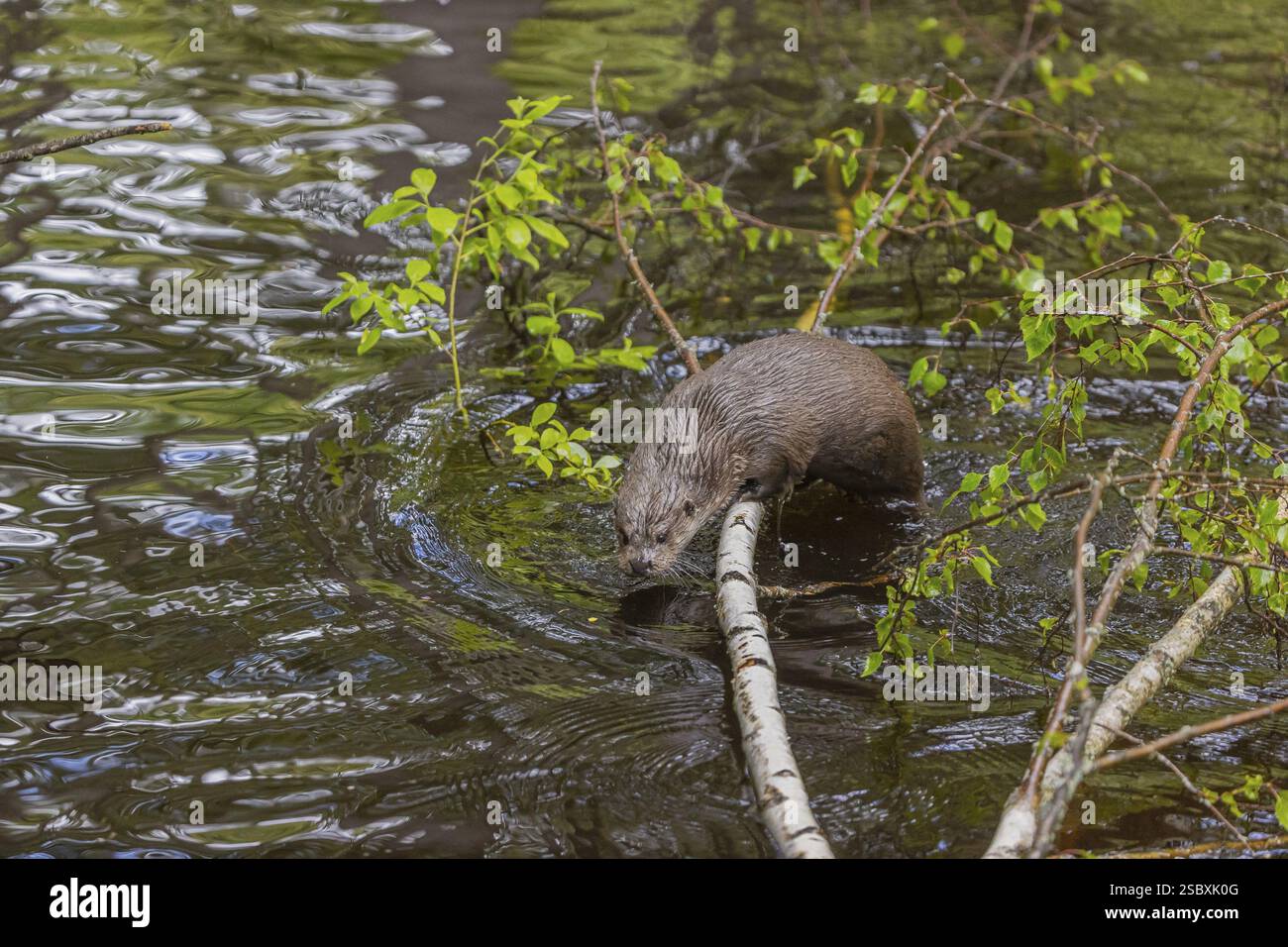 One Eurasian otter (Lutra lutra), jumping into the water from a birch ...