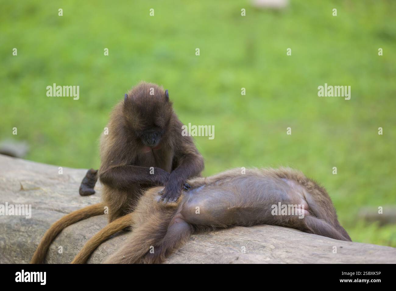 Two young Gelada (Theropithecus gelada), or bleeding-heart monkey ...