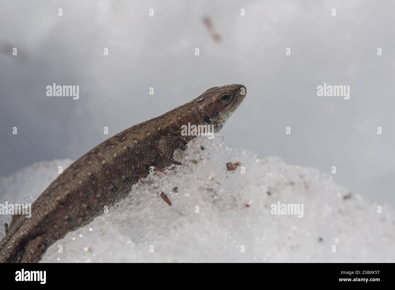 One viviparous lizard, Zootoca vivipara (formerly Lacerta vivipara ...