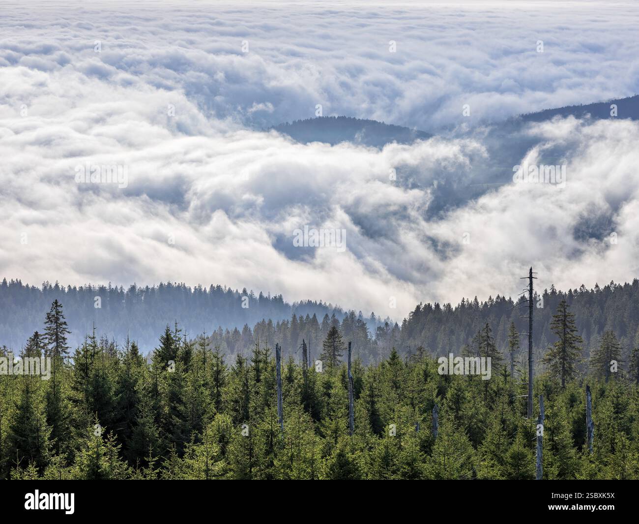 View from the summit of the Dreisesselberg (1333m) over forest and sea ...