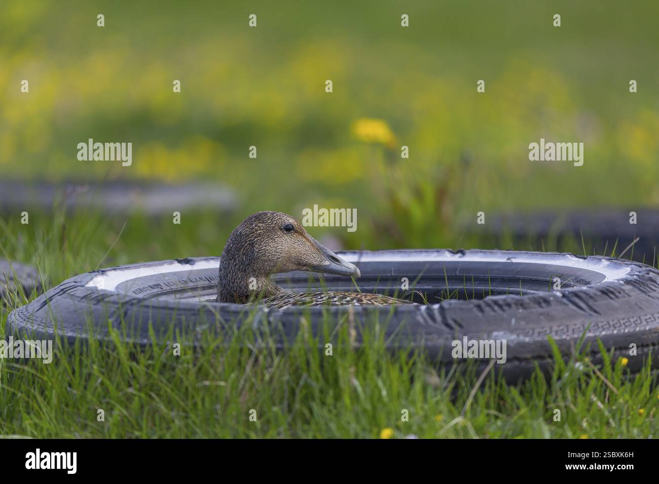 One female common eider, Somateria mollissima, breeding at the coast of ...