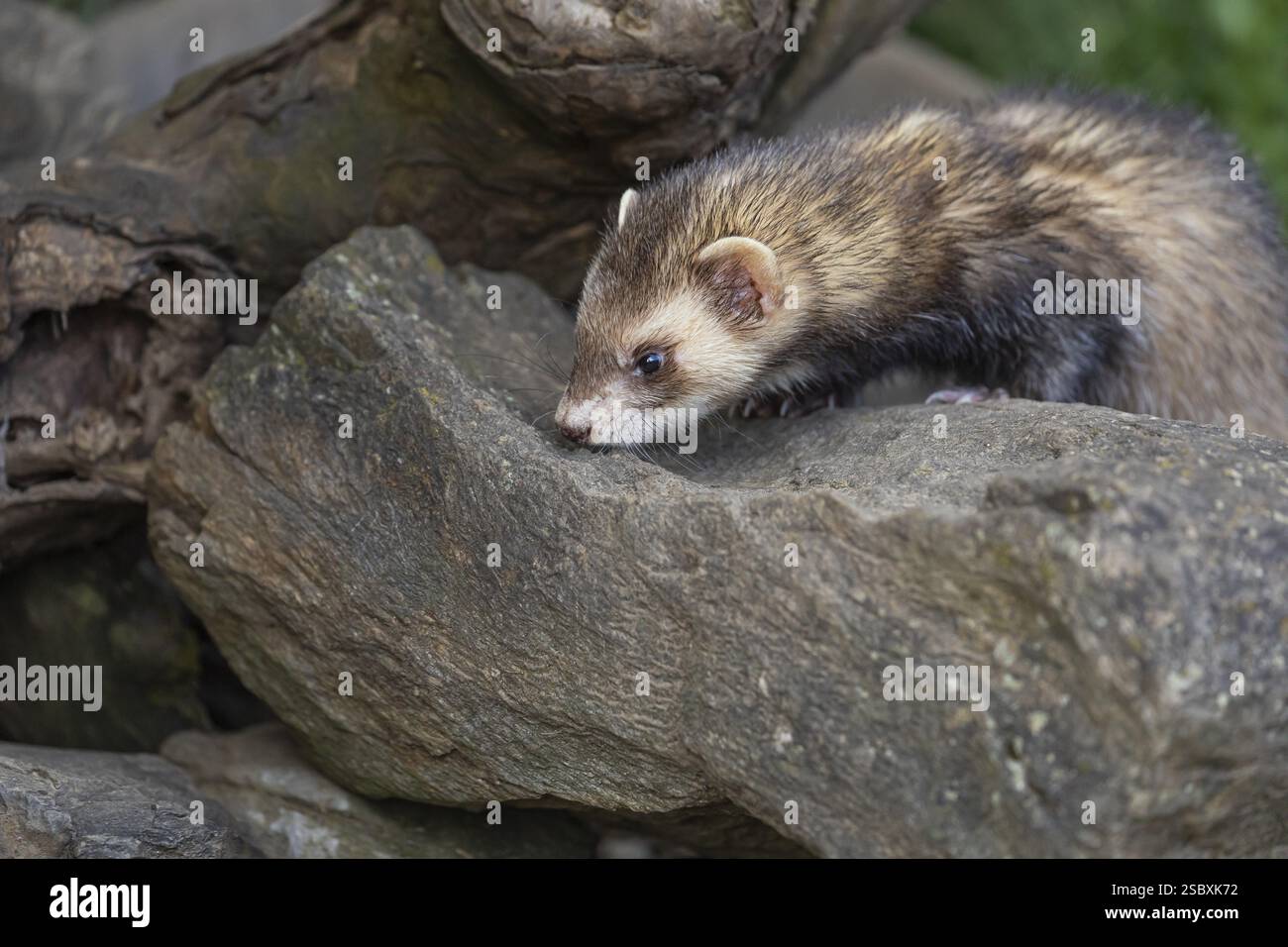 One male ferret (Mustela putorius furo) climbing over a little stone ...