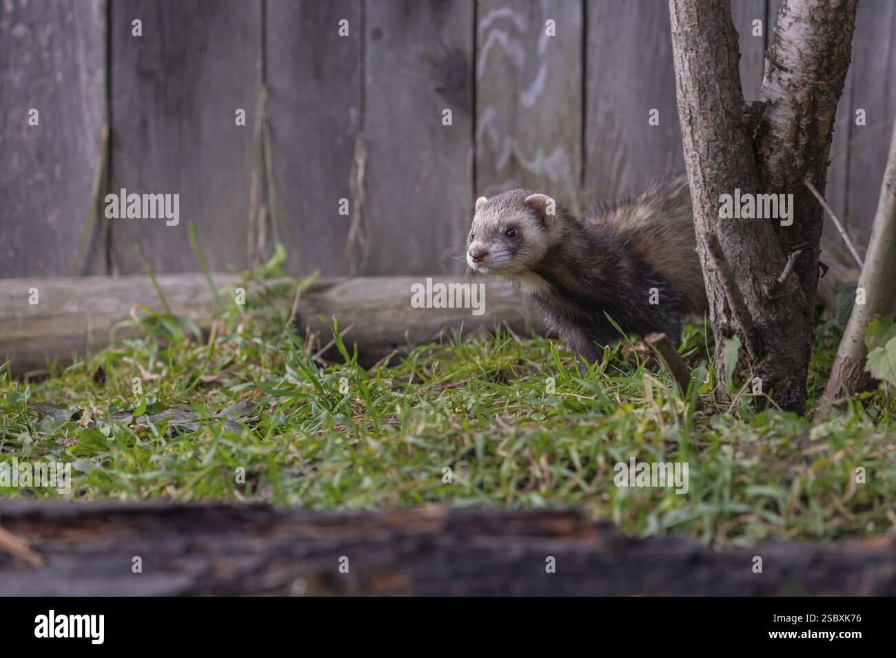 One male ferret (Mustela putorius furo) walking on grass along a wooden ...