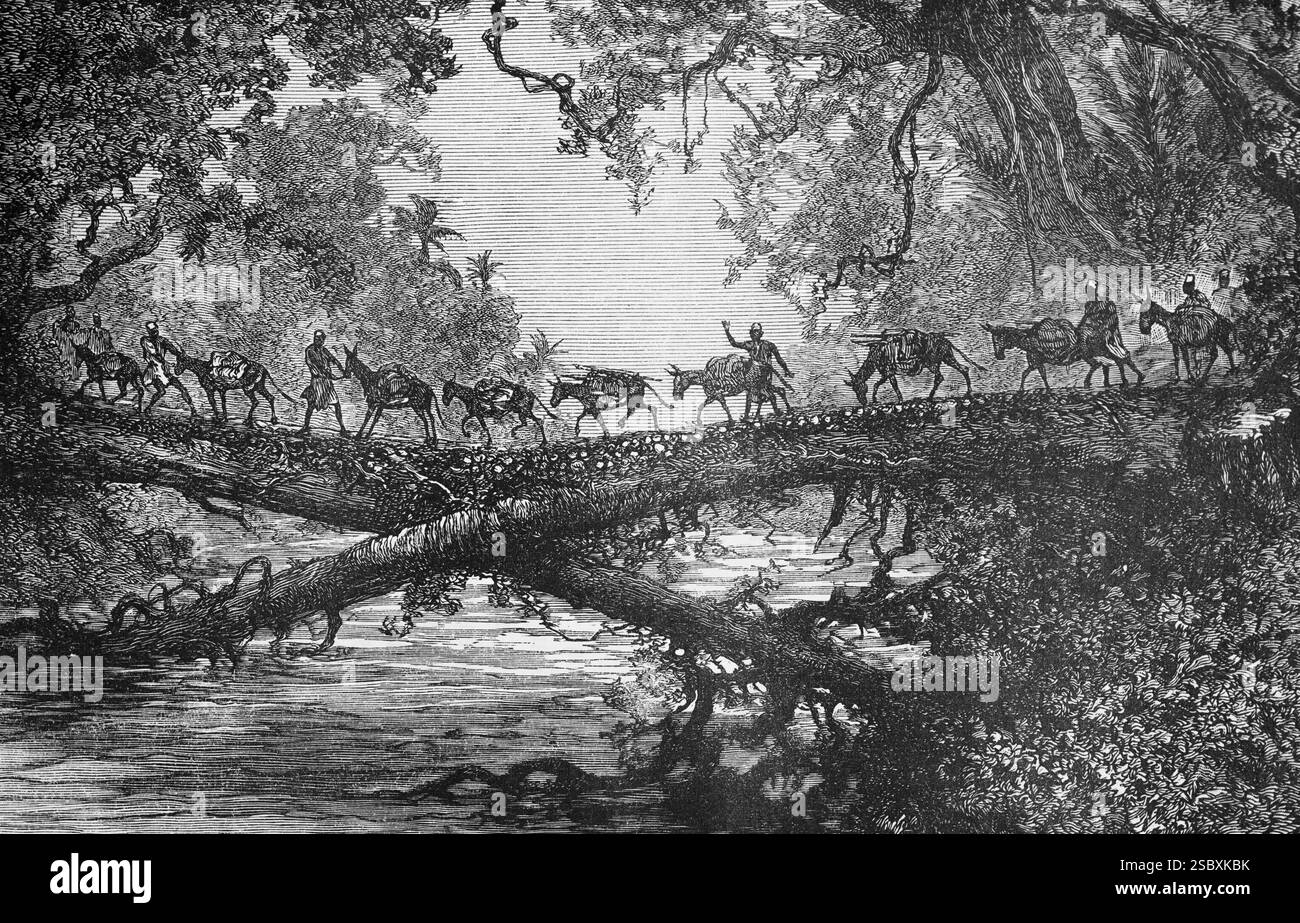 Herd of cattle crossing a bridge over the Buzi River, dense vegetation ...
