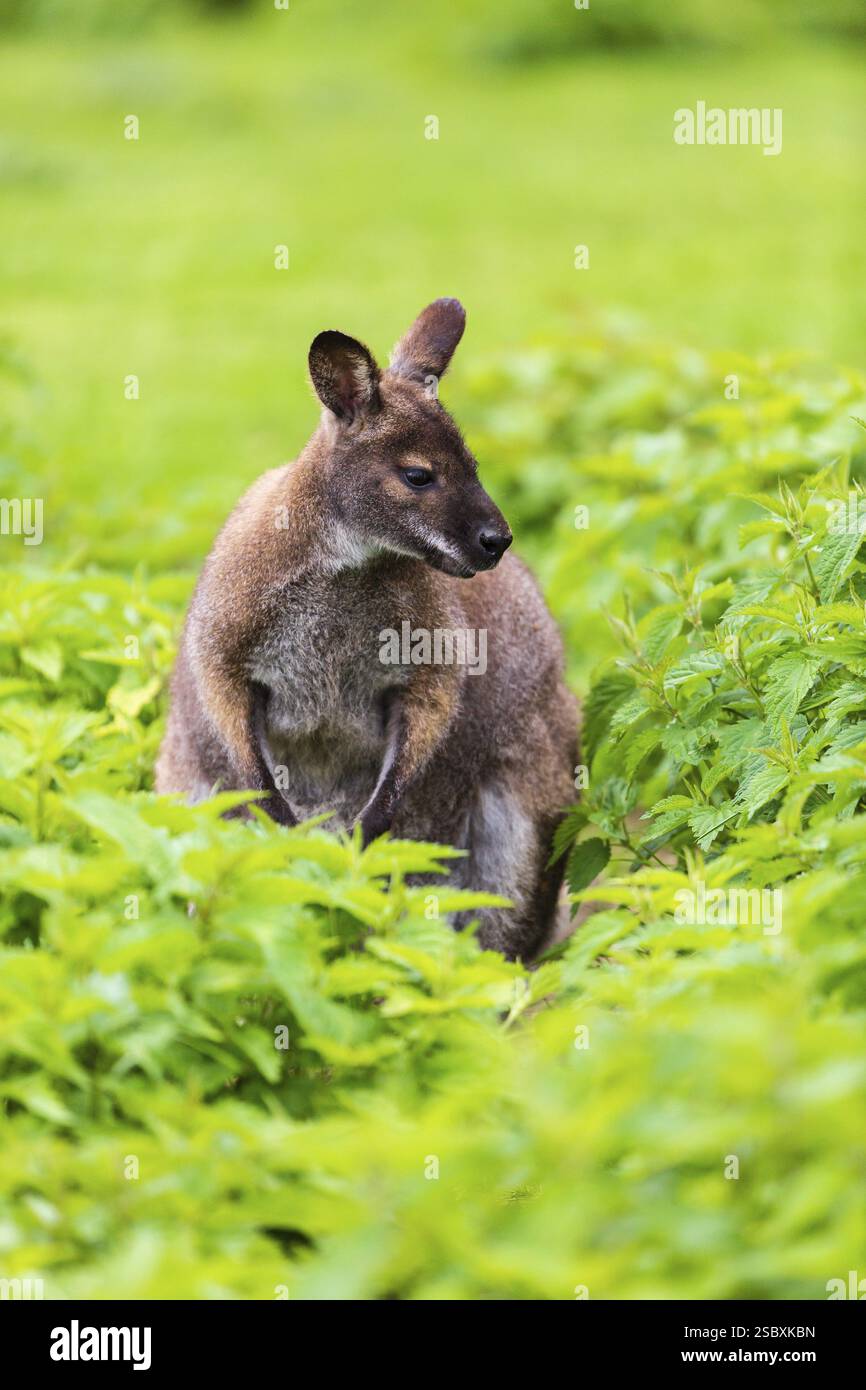 Red-necked wallaby or Bennett's wallaby (Macropus rufogriseus) sits ...