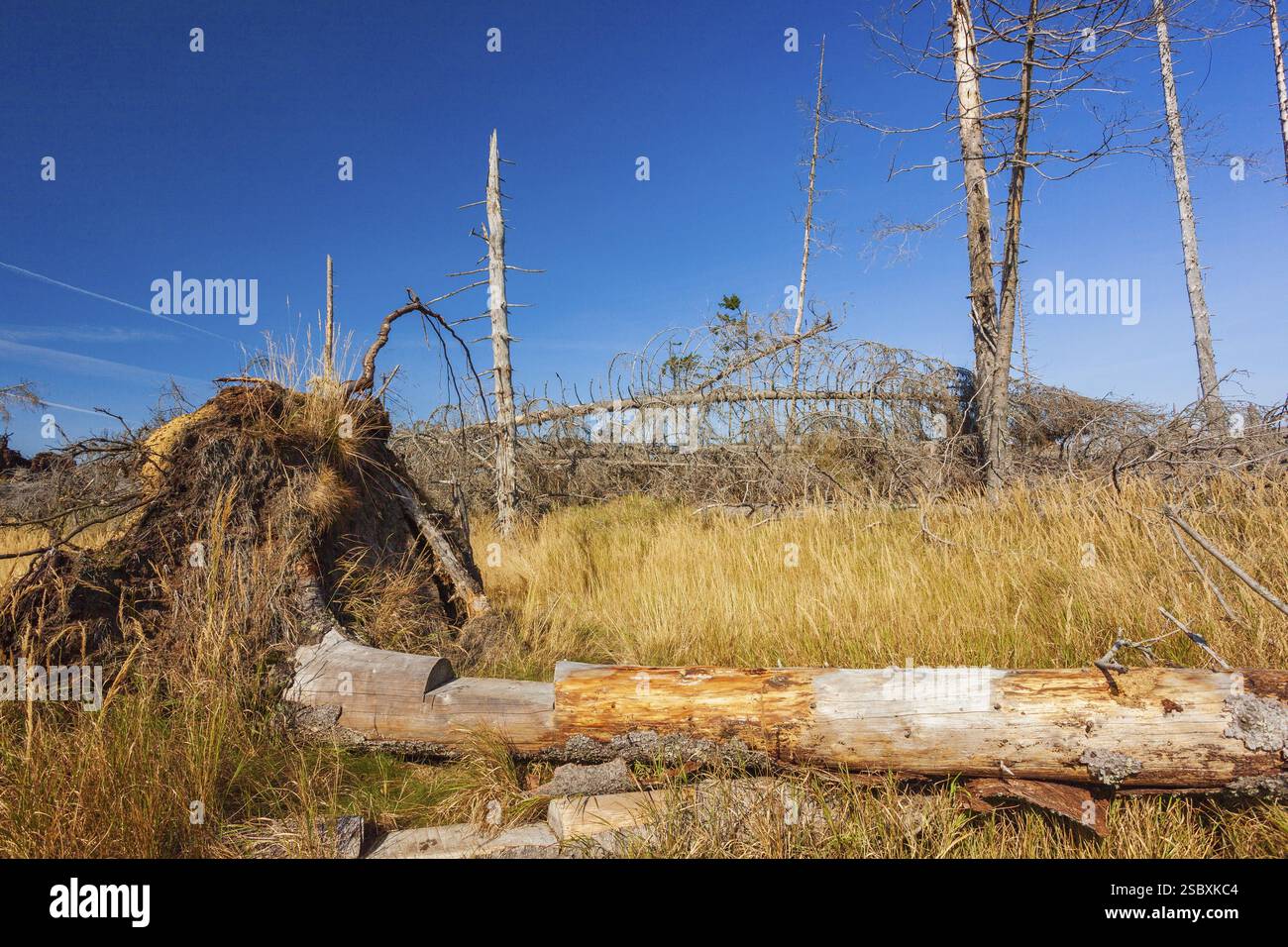 Bavarian Forest, Falkenstein area, windthrow at Hochwiesriegel. Bark ...