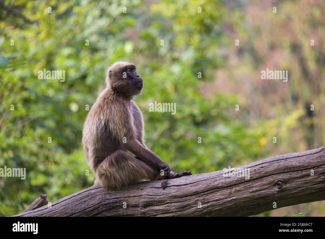 Portrait of an adult male Gelada (Theropithecus gelada), or bleeding ...