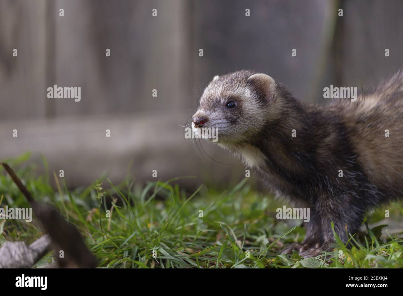 One male ferret (Mustela putorius furo) walking on grass along a wooden ...