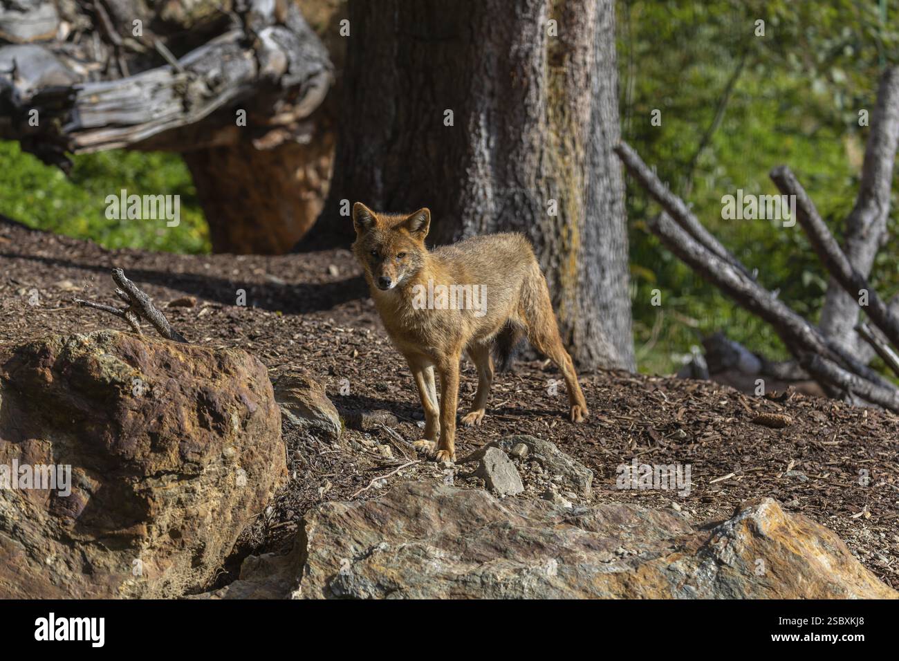 One golden jackal (Canis aureus)standing on forest floor in front of ...