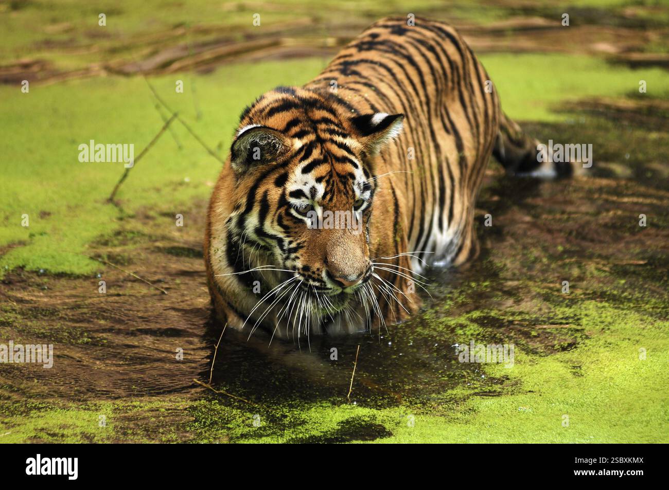 Siberian tiger, Panthera tigris, in the moat, Nuremberg Zoo, Am ...