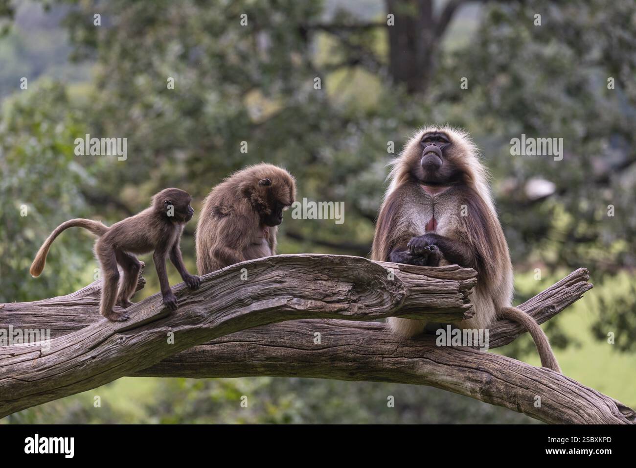Family of Gelada (Theropithecus gelada), or bleeding-heart monkey with ...
