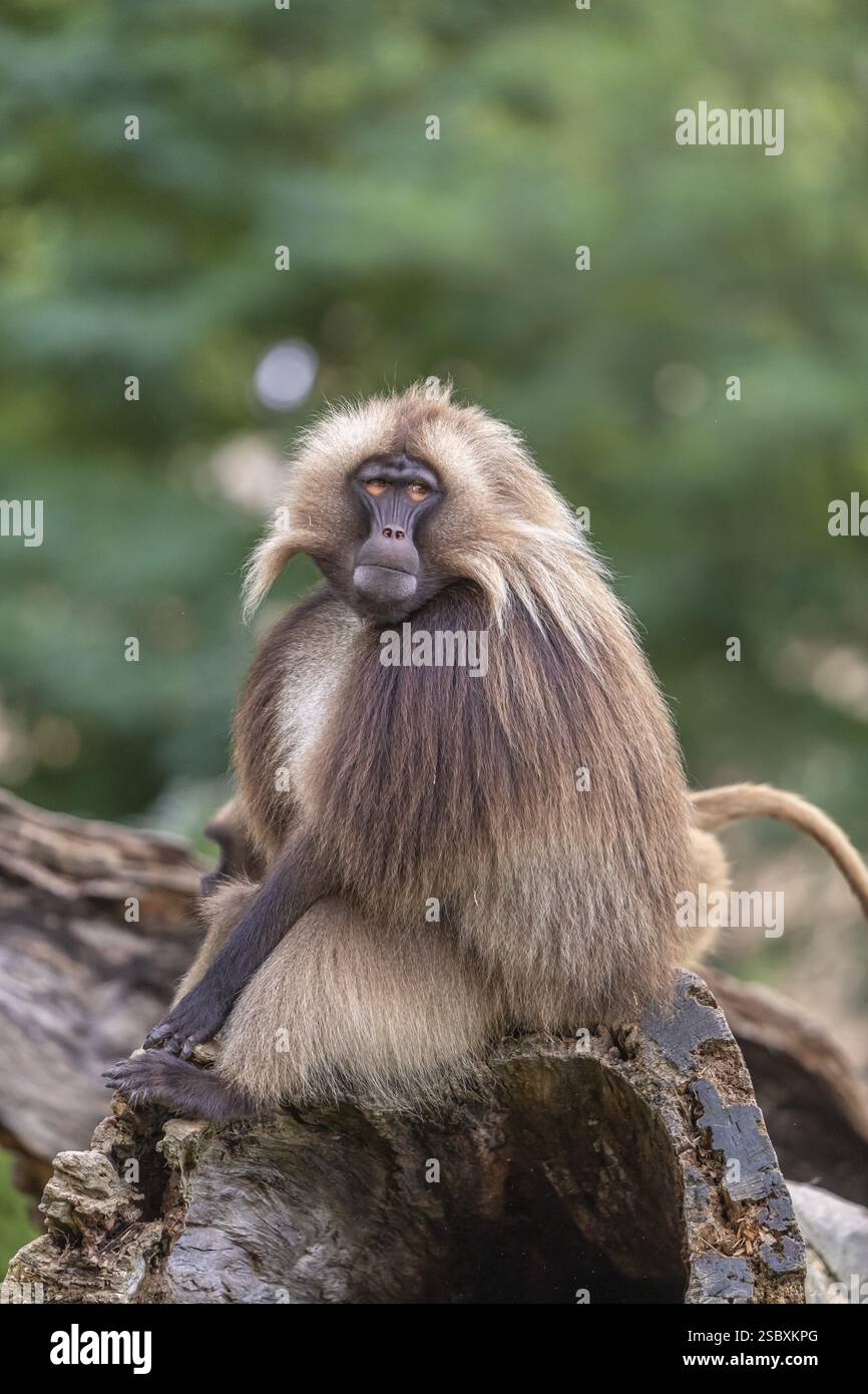 Portrait of an adult male Gelada (Theropithecus gelada), or bleeding ...