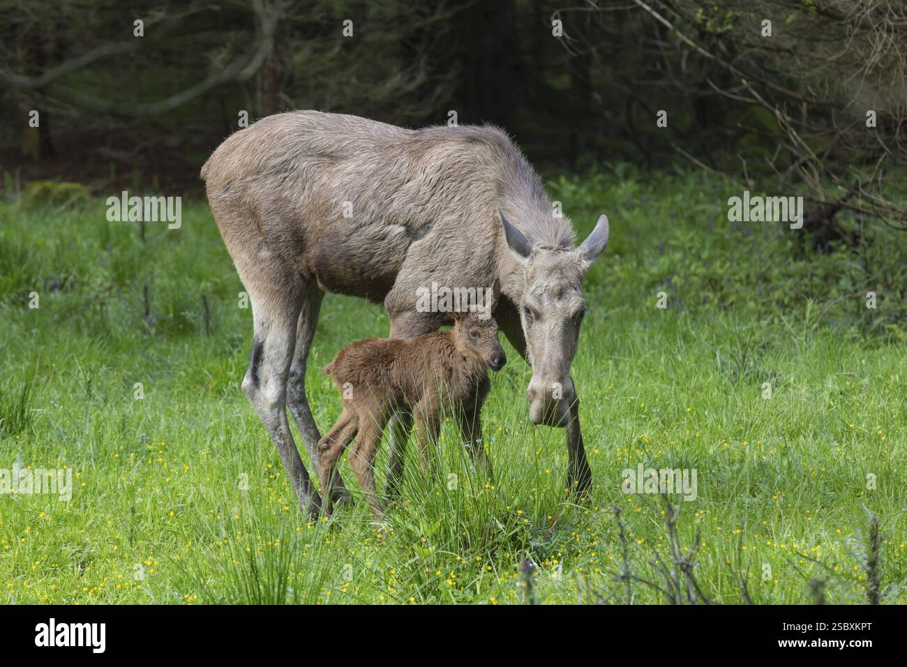 Moose (Alces alces) cow and her 10 days old calf with trees and green ...