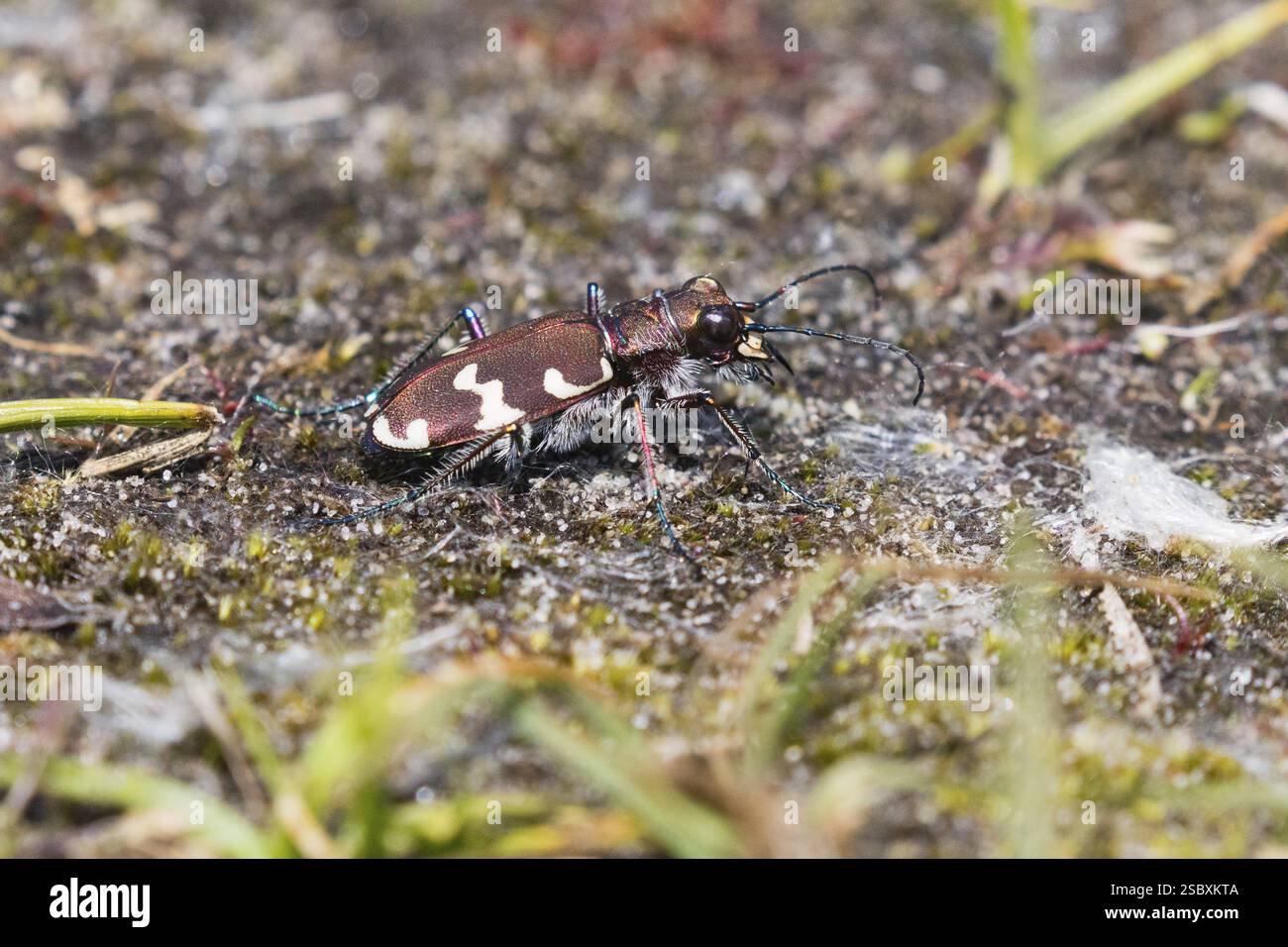 Northern Dune Tiger Beetle (Cicindela hybrida), adult on a sandy track ...