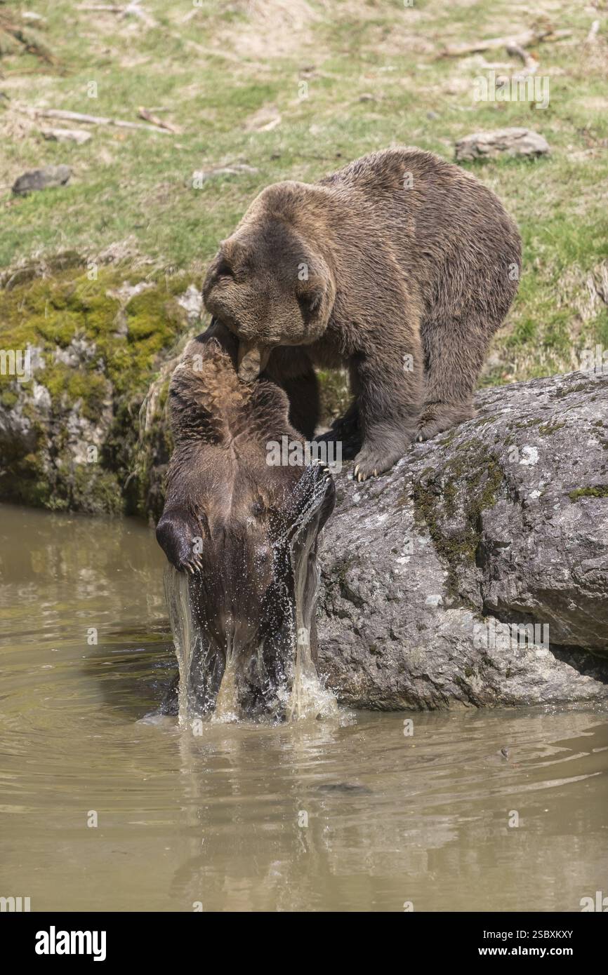 Two adult eurasian brown bears (Ursus arctos arctos), one male and one female, play fighting in ...