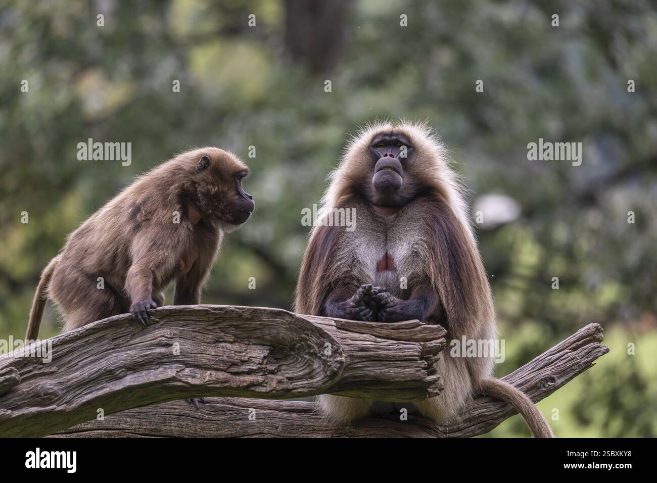 One adult male and one adult female Gelada (Theropithecus gelada), or ...