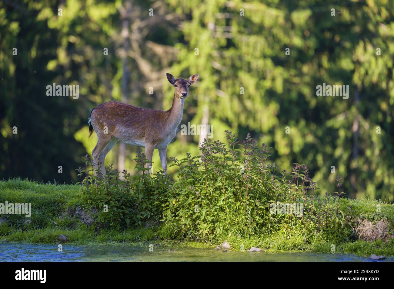 One female fallow deer (Dama dama) stands between a small pond and a ...