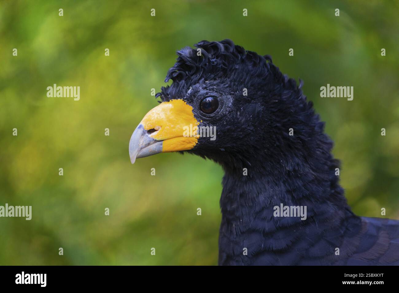Portrait of a black curassow (Crax alector), also known as the crested ...