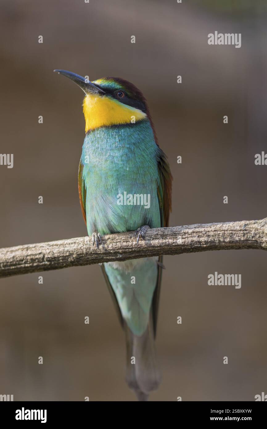 One European bee-eater (Merops apiaster) sitting on a twig in front of ...