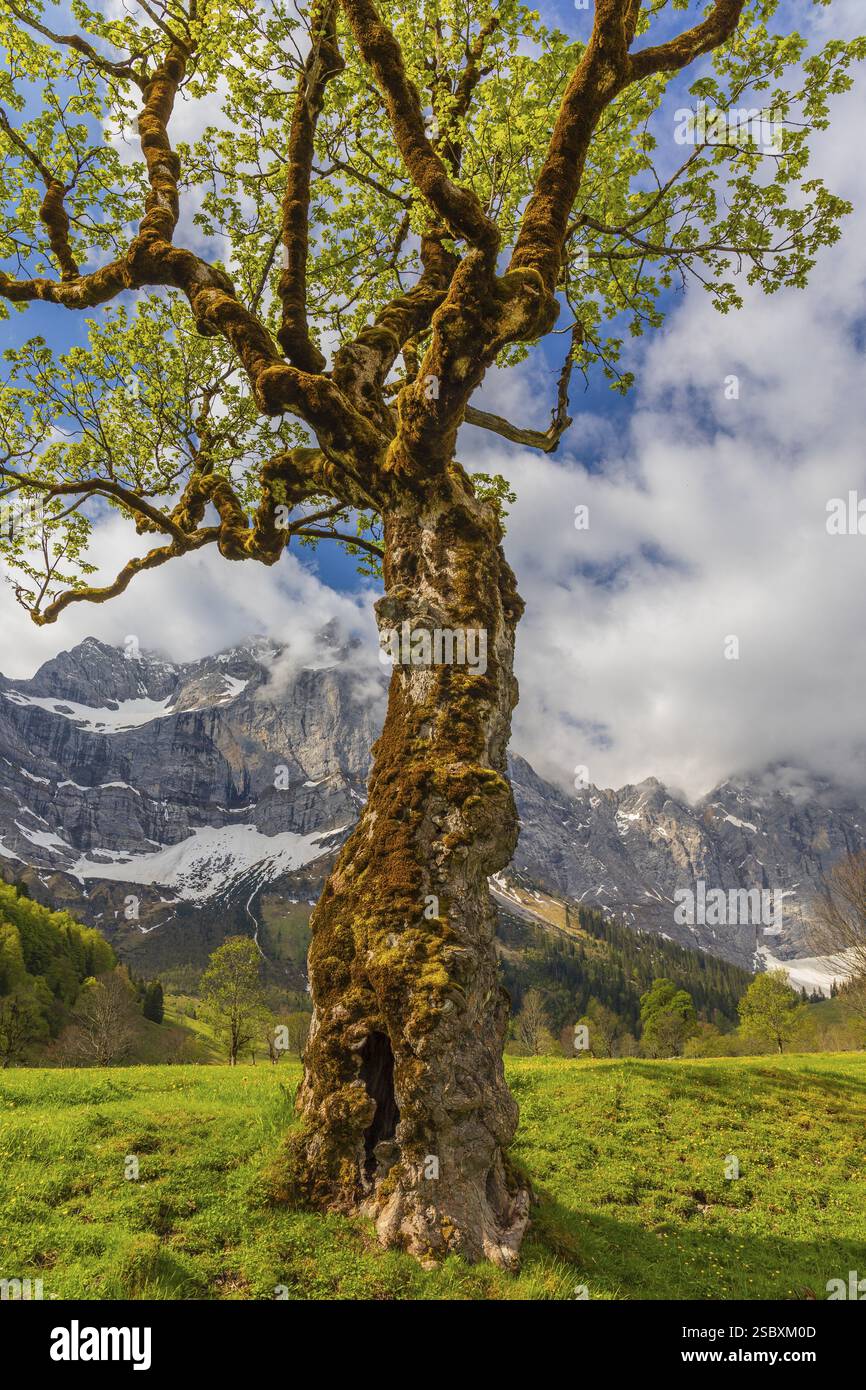 Nature conservancy area Grosser Ahornboden. Sycamore maple trees, Acer ...