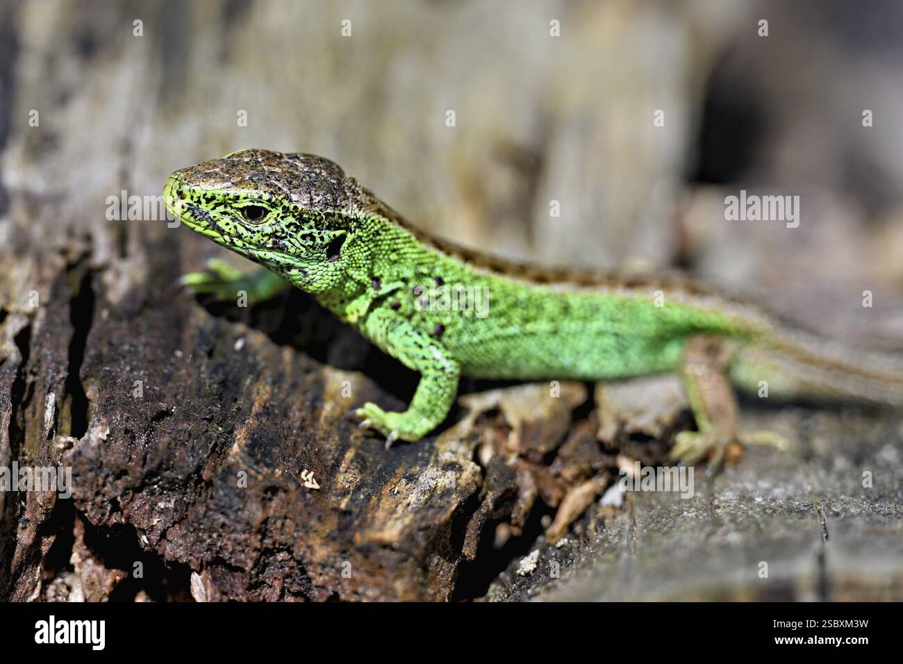 Sand lizard (Lacerta agilis), male in mating plumage, on woodpile ...