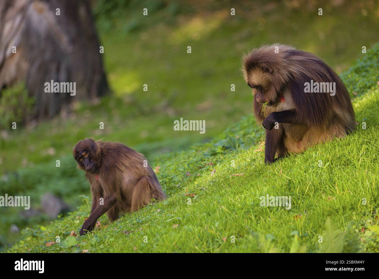 One adult male and one adult female Gelada (Theropithecus gelada), or ...